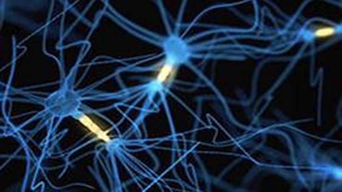 No sign of new neurons in adult humans, says study - The Hindu