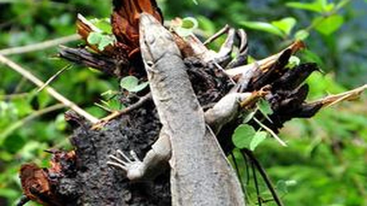 Extinct monitor lizard had four eyes: study - The Hindu