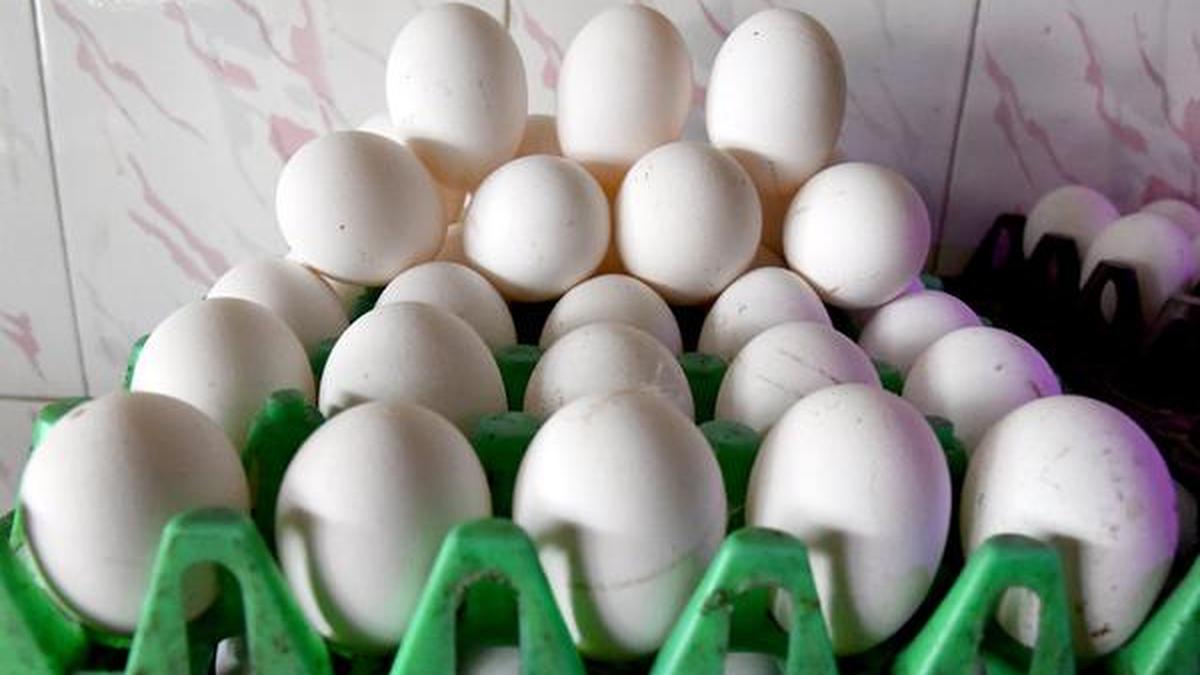 The chicken and egg story: The vital role of the shell - The Hindu