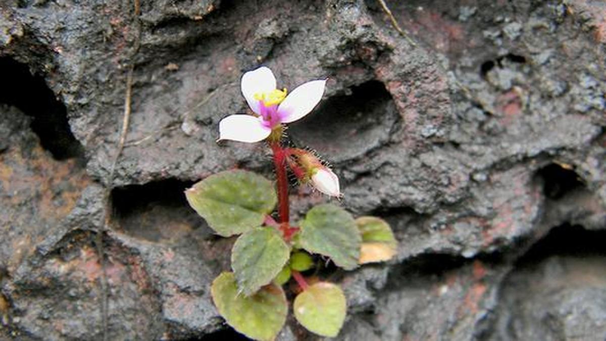 New plants from Western Ghats - The Hindu