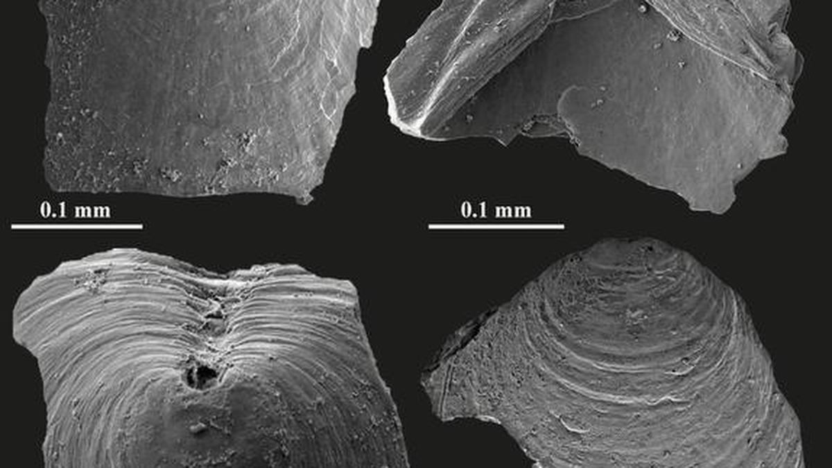 Tiny fossil shells unveil details about ancient Earth’s climate - The Hindu