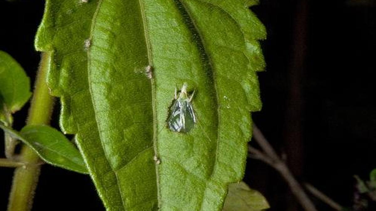 How tree crickets use leaves to amplify mating calls - The Hindu