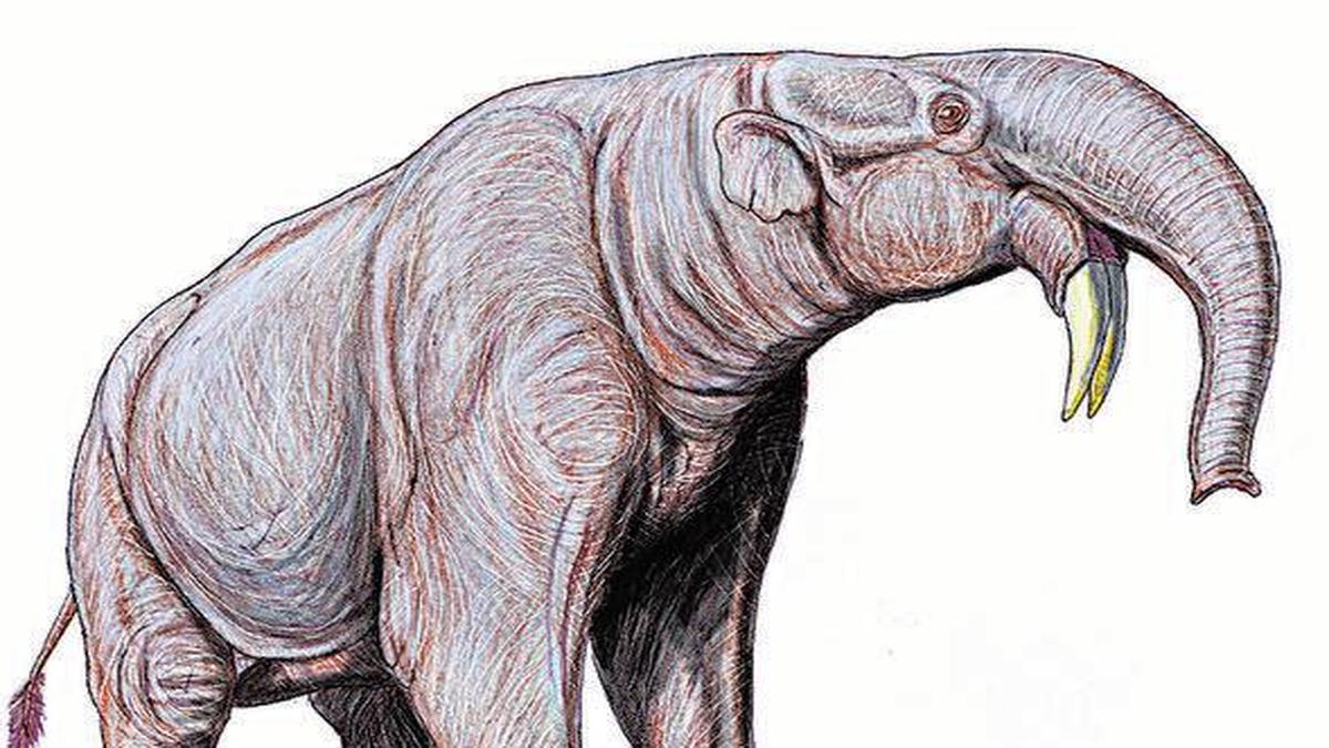 Finding the elephant’s long-lost relatives in Kutch - The Hindu