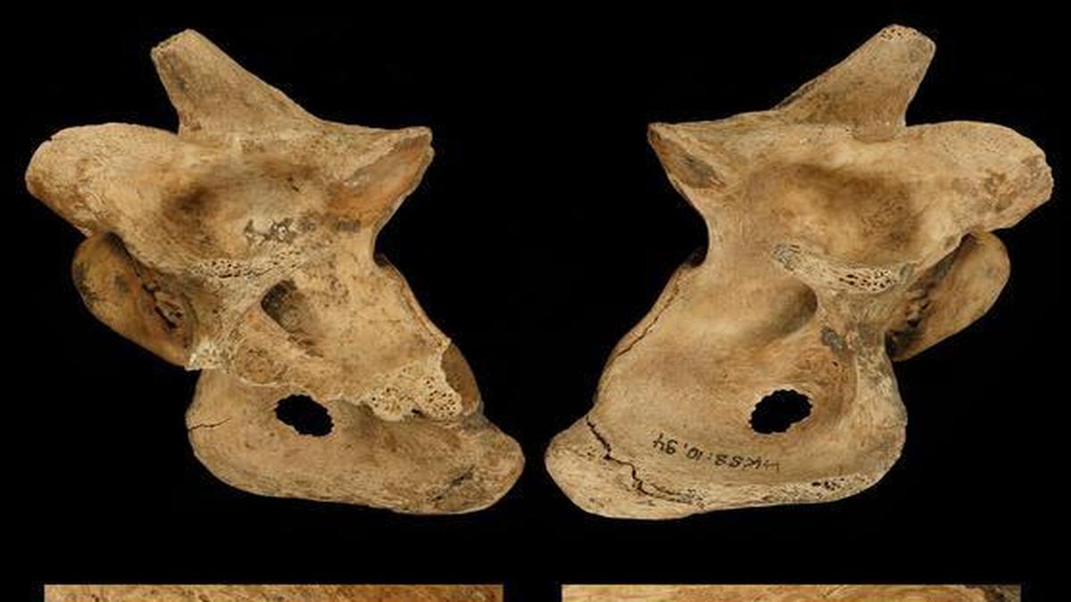 Neanderthals hunted in bands, speared prey up close: study - The Hindu