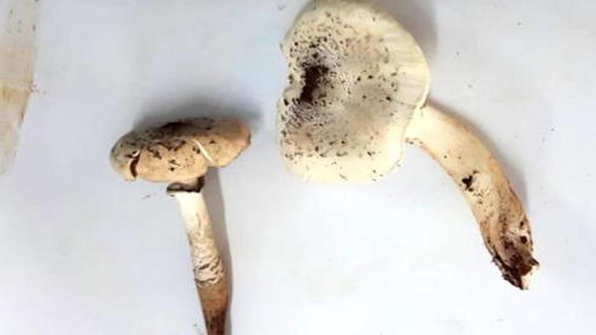 Pigment in Goa mushroom may help fight cancer - The Hindu
