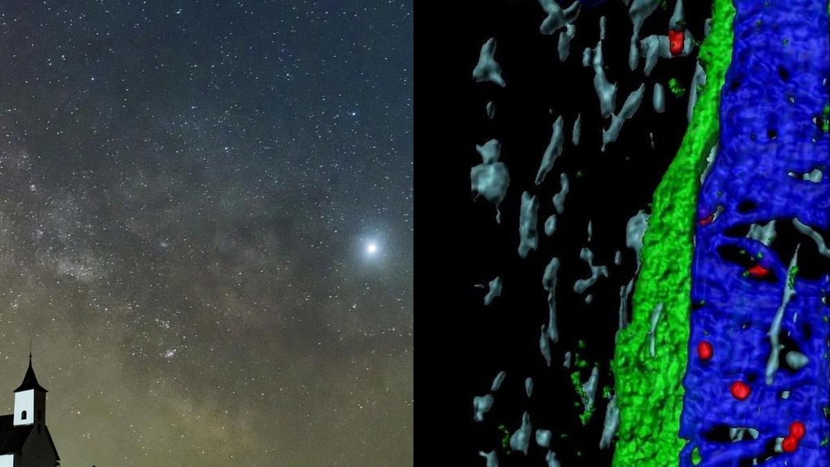 The Hindu Science Quiz Of immune cells and gas giants - The Hindu