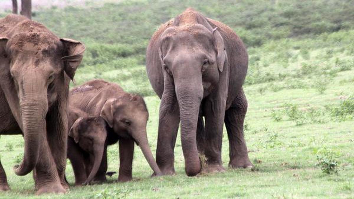 How young Asian elephants learn to bend their trunks left or right ...