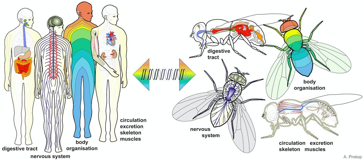 In defence of the annoying fruit fly - The Hindu