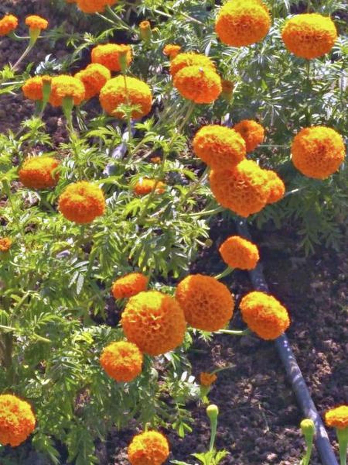 Bengaluru scientists develop new marigold variety - The Hindu