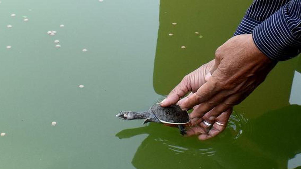 70 rare Assam temple turtle hatchlings released in ‘Mini Kaziranga ...