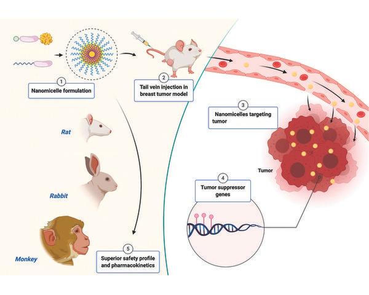 Nanomicelles: using nanoparticles for cancer treatment - The Hindu