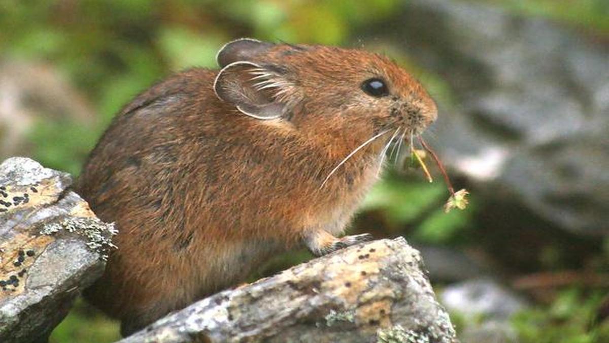 DNA metabarcoding reveals herb-specific diet of pikas - The Hindu