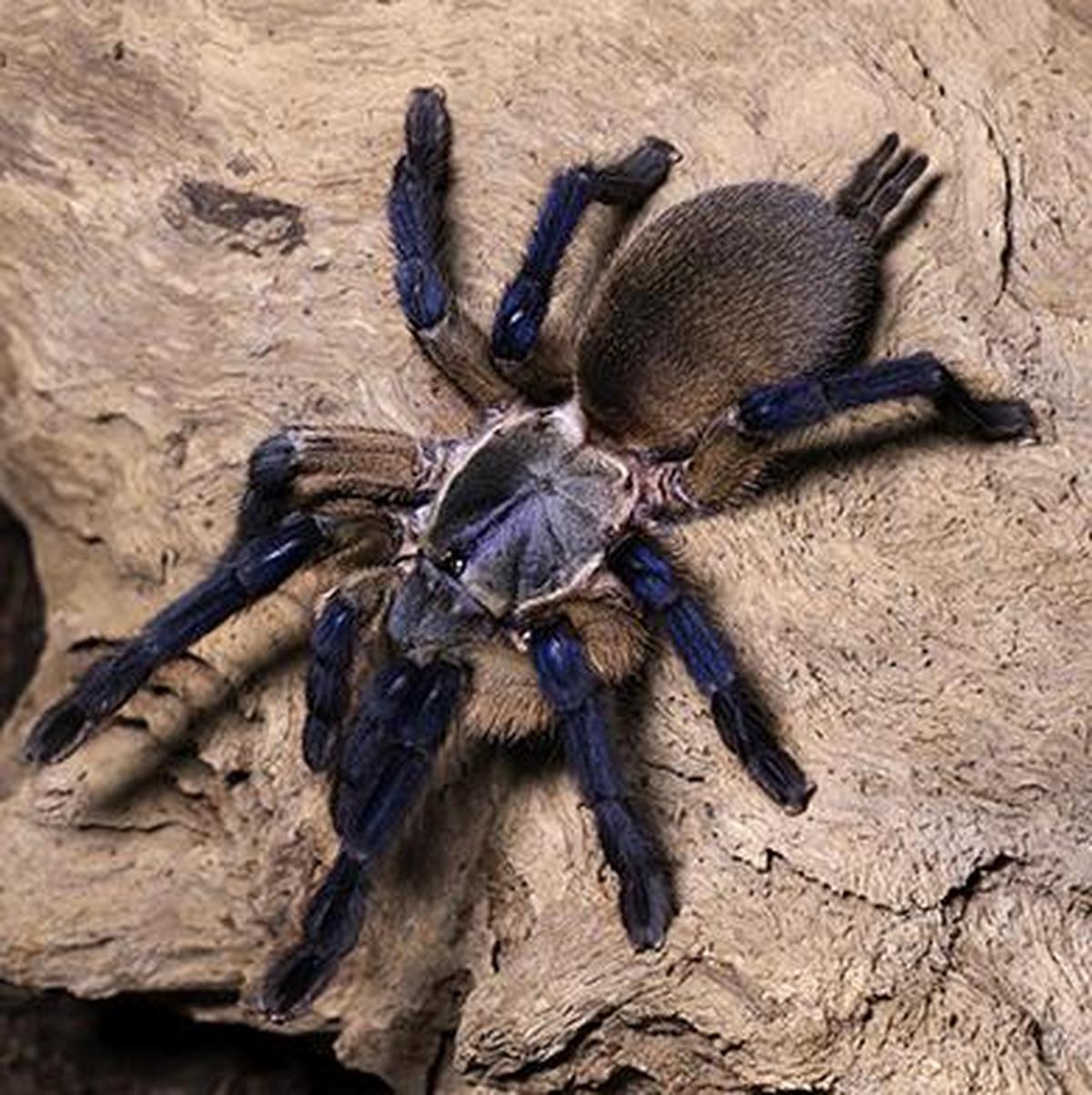 Colorful Tarantulas