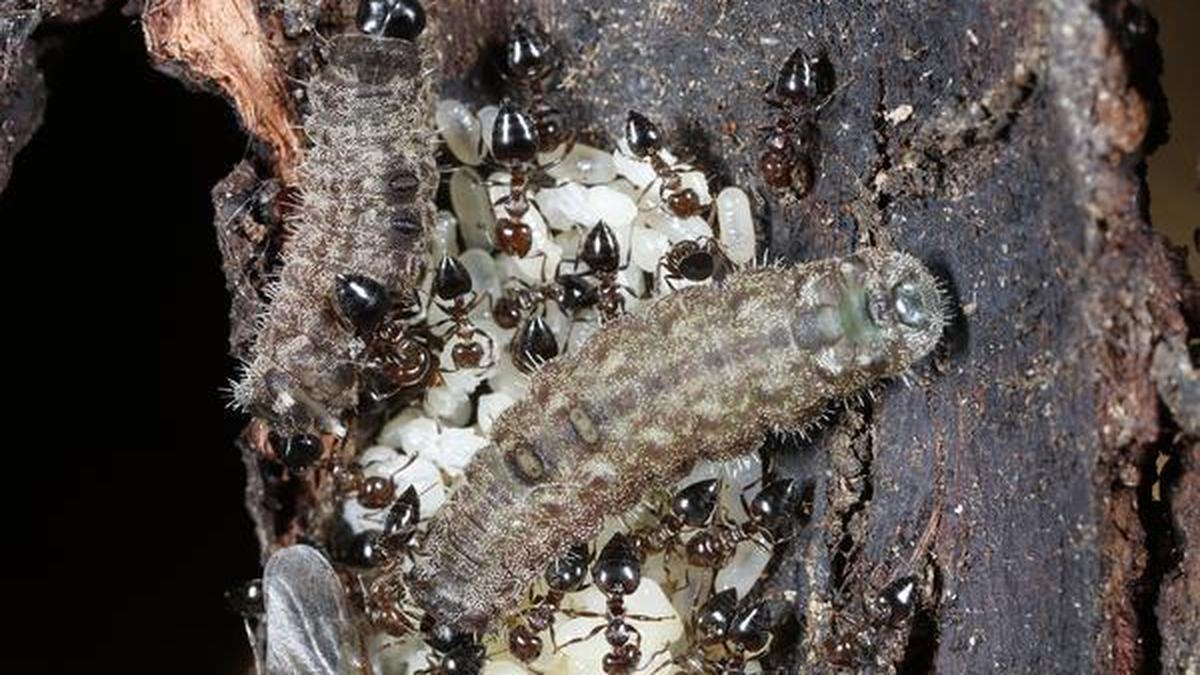 The secret of how caterpillars tame ants - The Hindu
