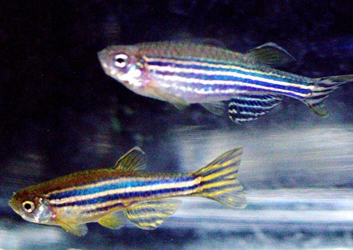 NCBS: Zebrafish study reveals how the brain makes its connections - The ...