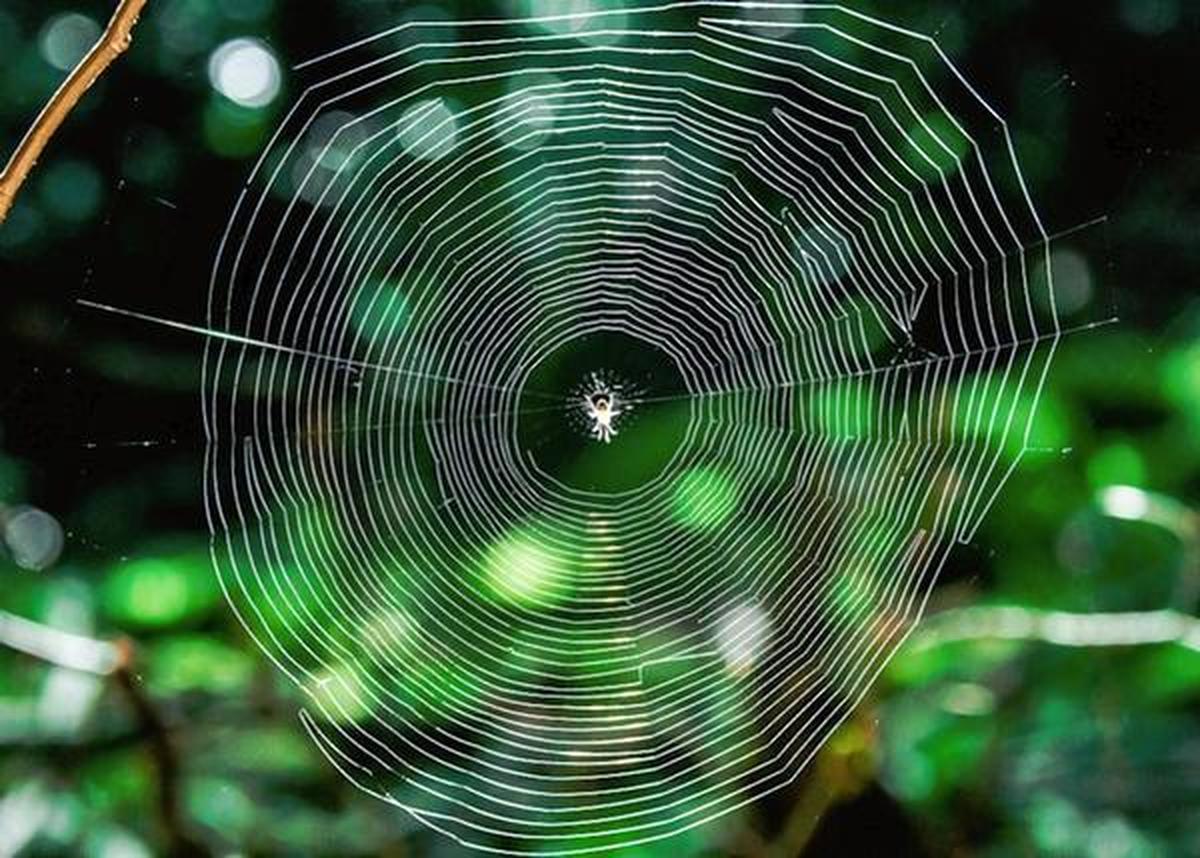 Spiders spin a tale of migration - The Hindu