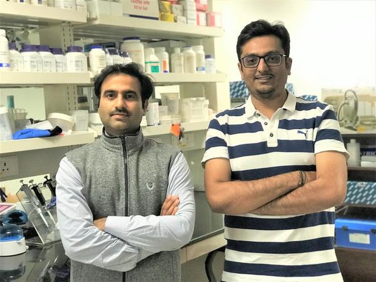 Unique composition of Indian gut microbiome revealed - The Hindu