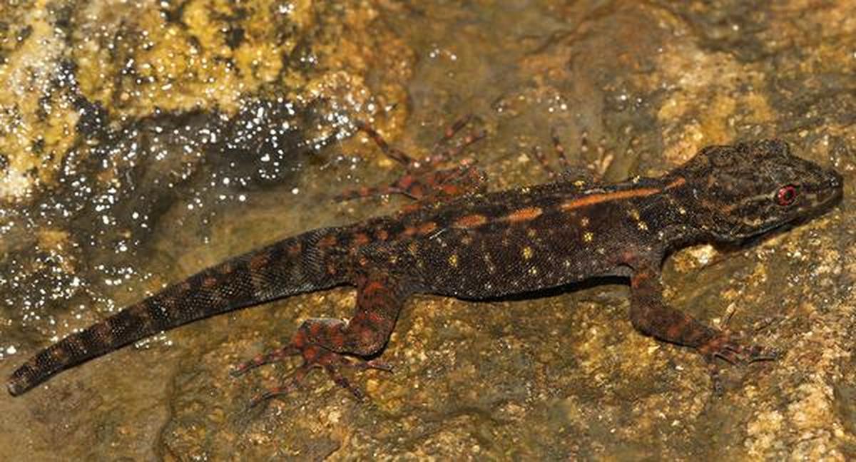 India home to two new gecko species - The Hindu
