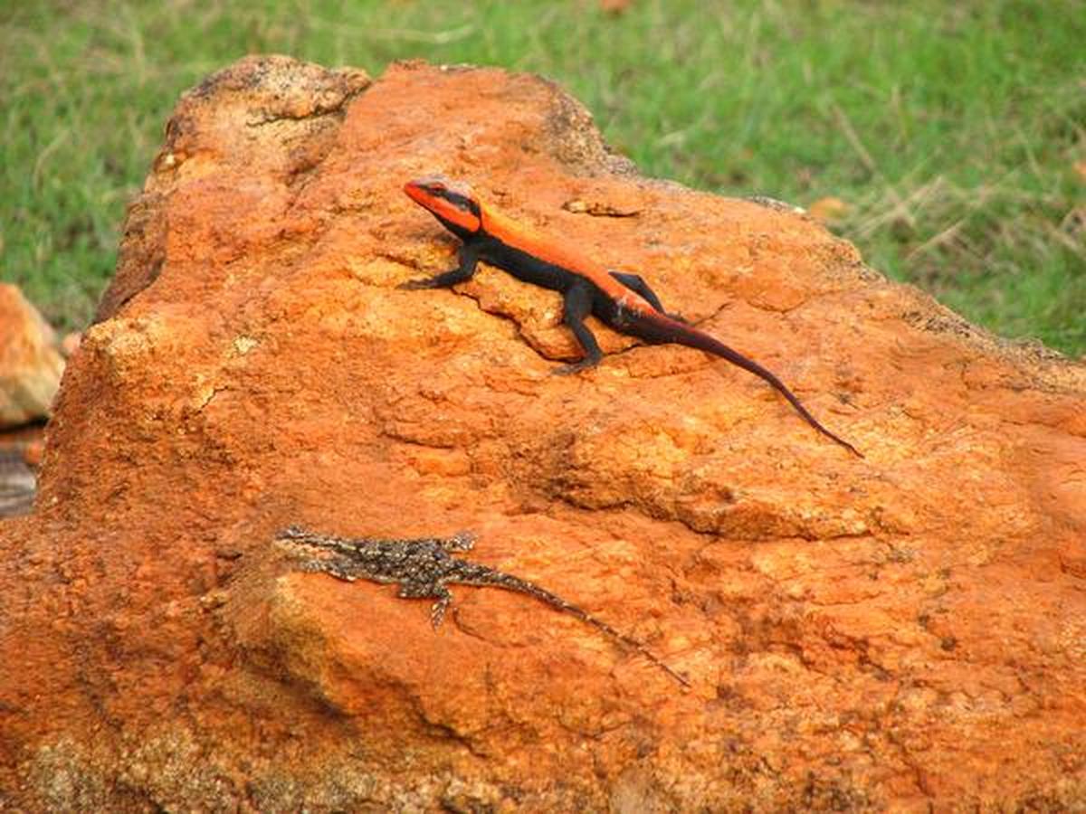 Why do rock lizards display varied behaviour? - The Hindu
