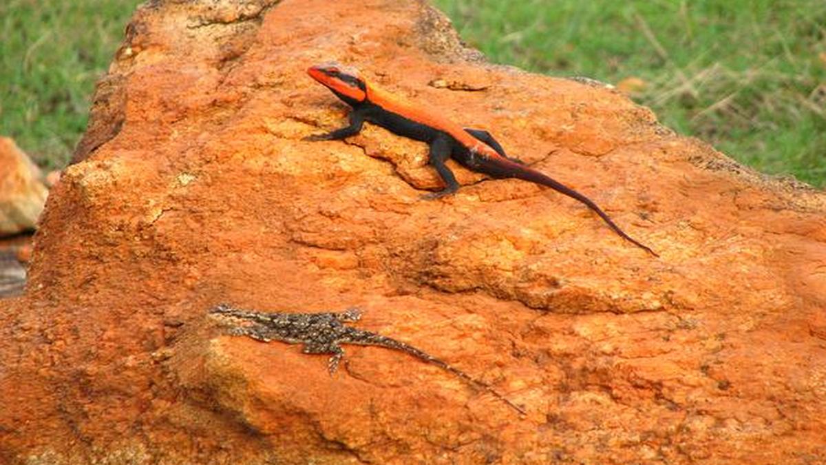 Why do rock lizards display varied behaviour? - The Hindu