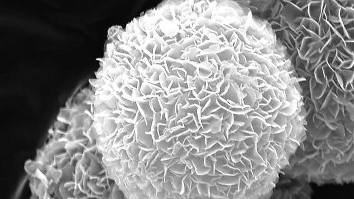 Tiny spheres can trap water pollutant - The Hindu