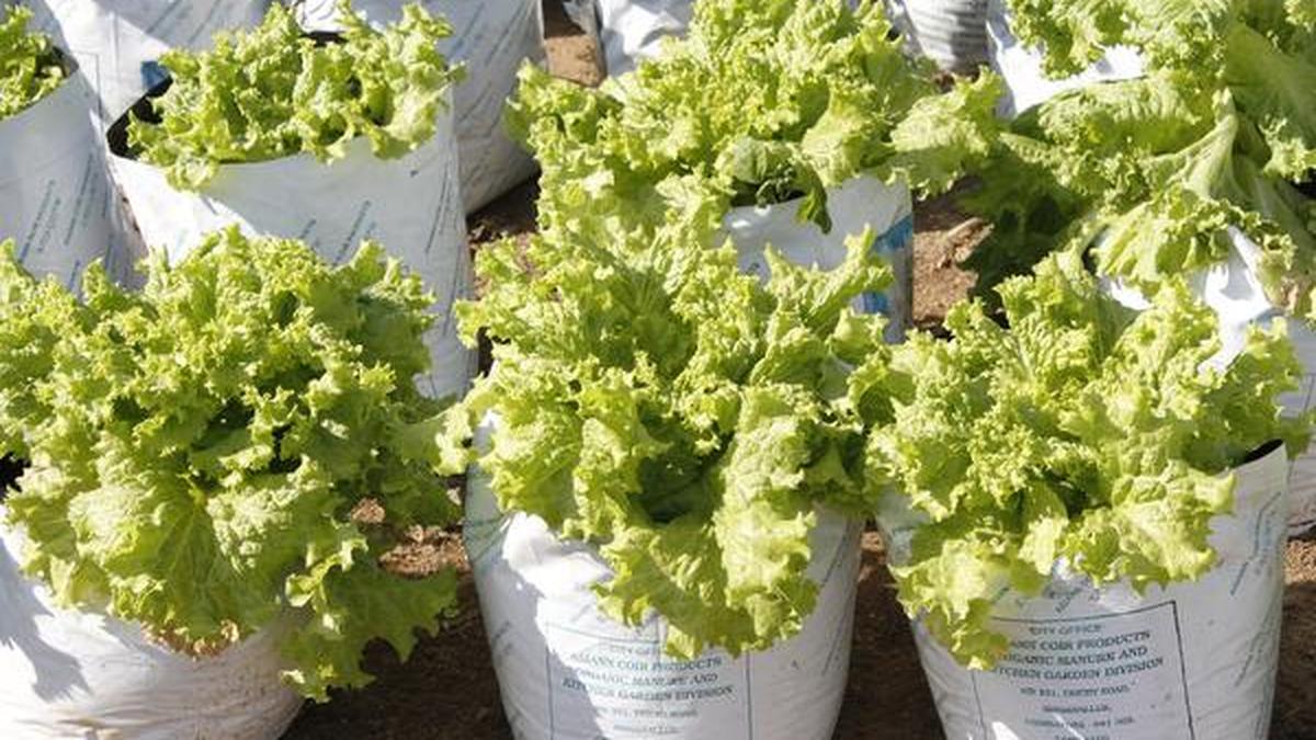 Lettuce grown in space as nutritious as ones on Earth: NASA - The Hindu
