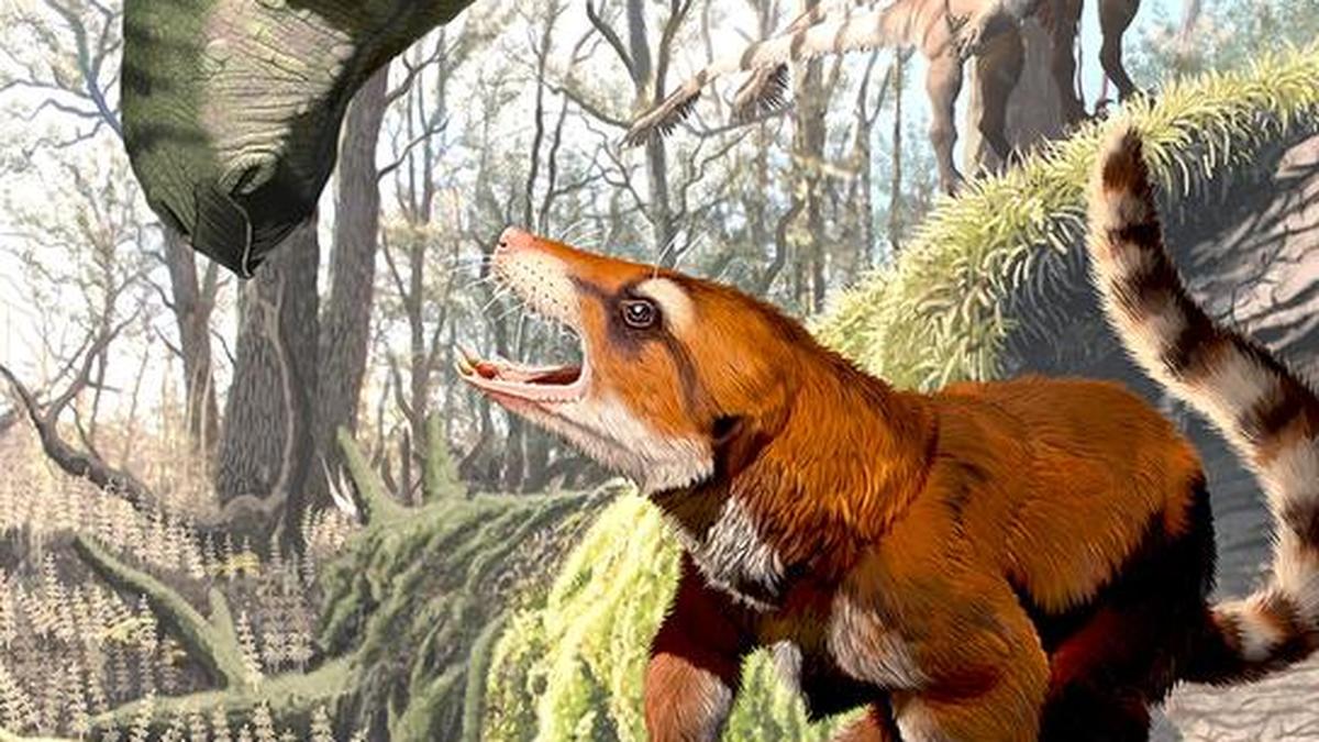 Tracking a primitive mammal - The Hindu