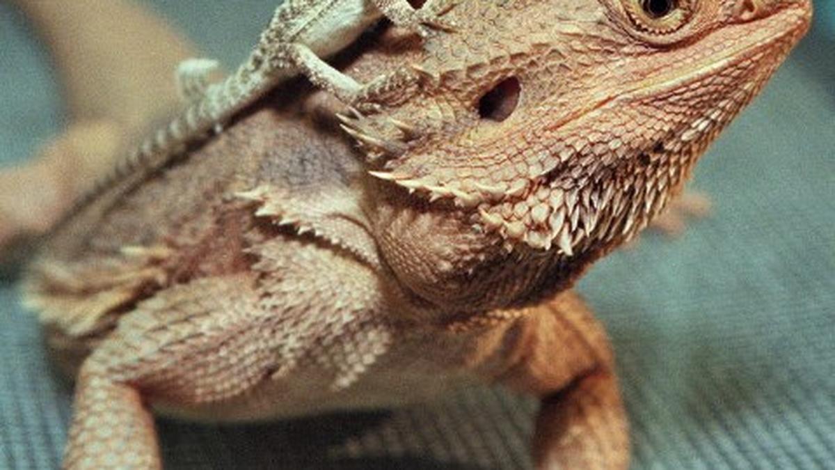 Question Corner: How does temperature determine the sex in some ...