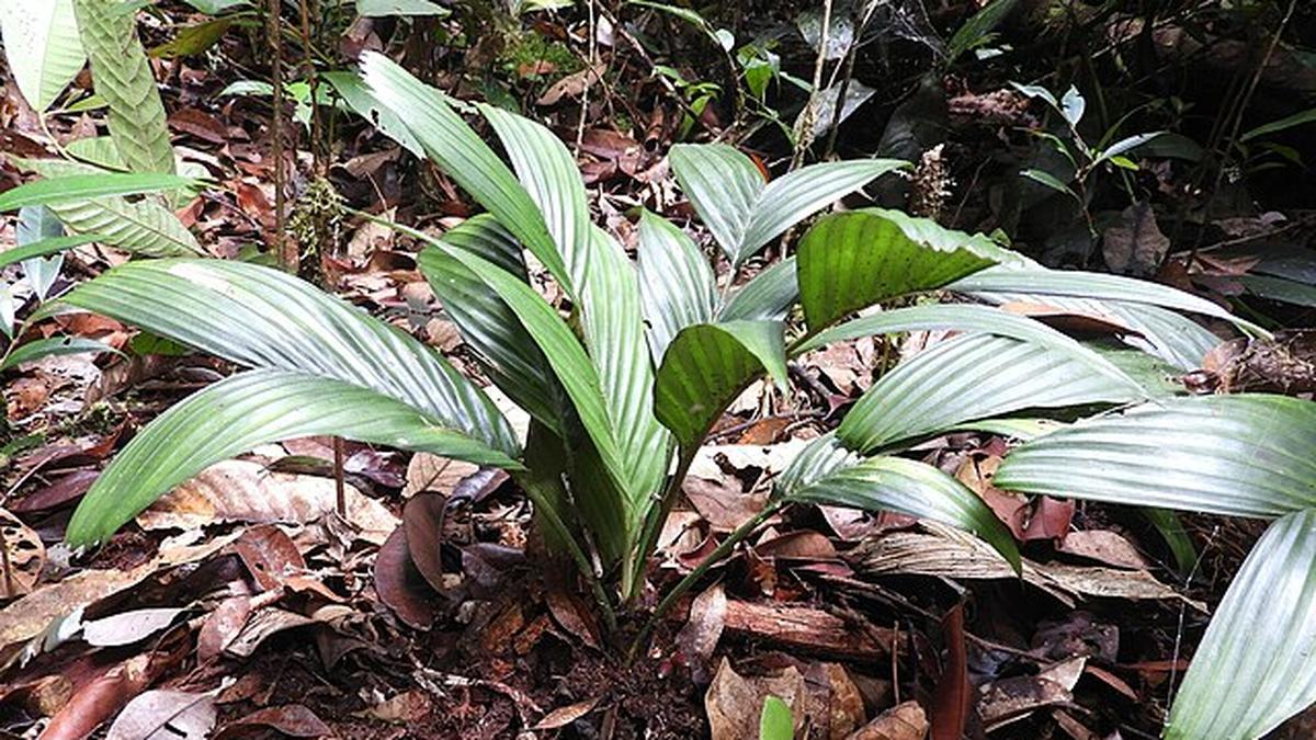 The palm tree that lives beneath the rainforest floor - The Hindu