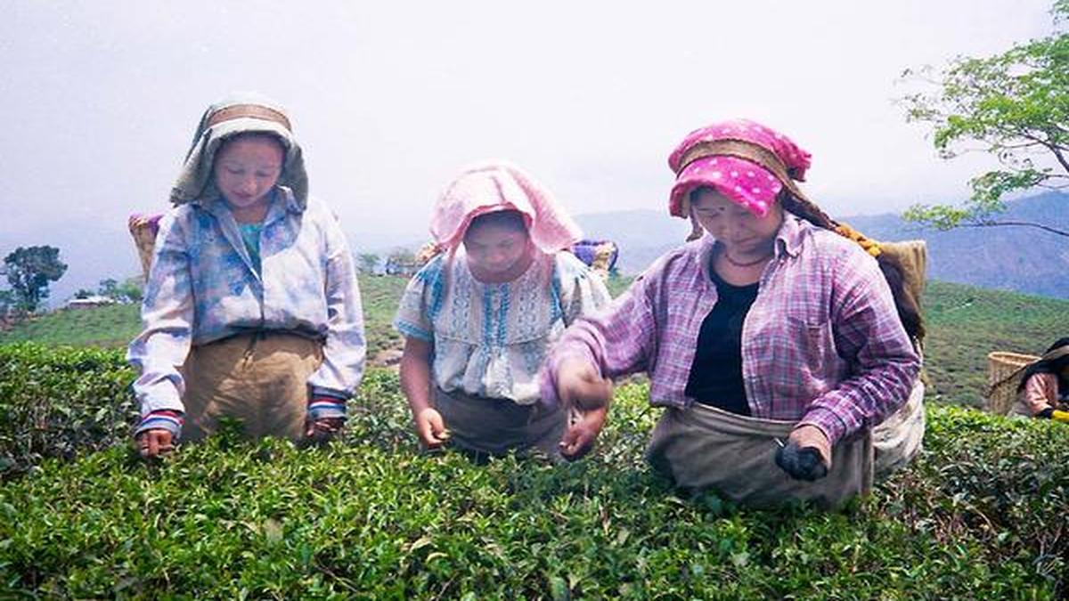 Pesticide exposure among tea estate workers could affect their DNA ...