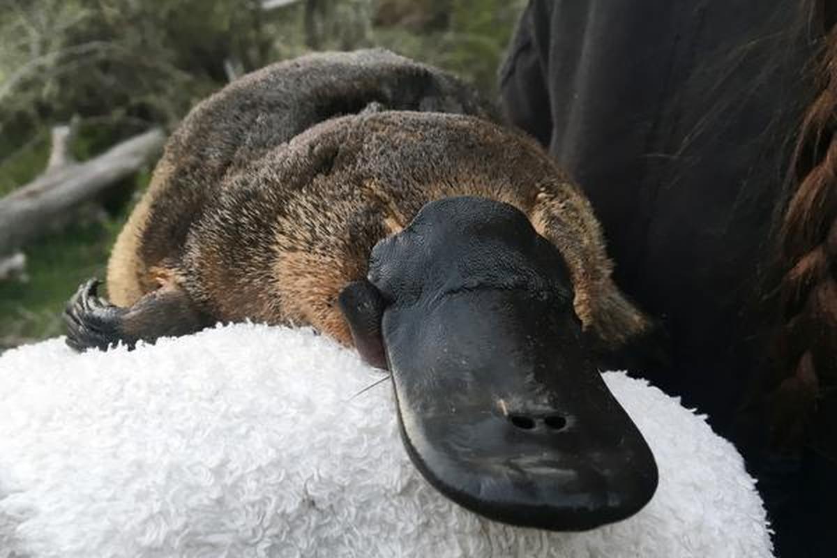 Why are platypuses so weird? - The Hindu