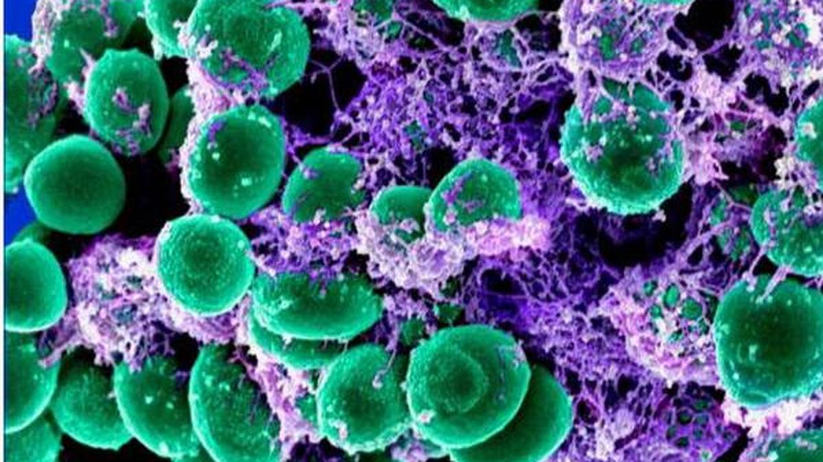 ‘Dark microbial matter’ dominates the earth - The Hindu