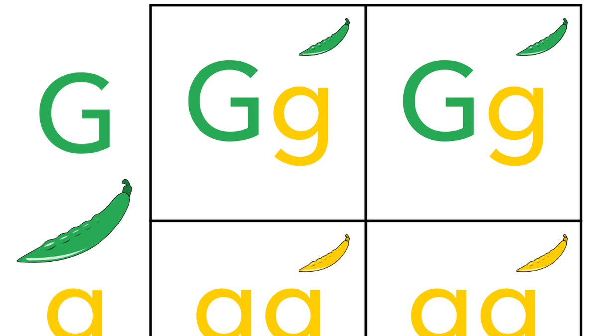 Punnett square: A genetics puzzle - The Hindu