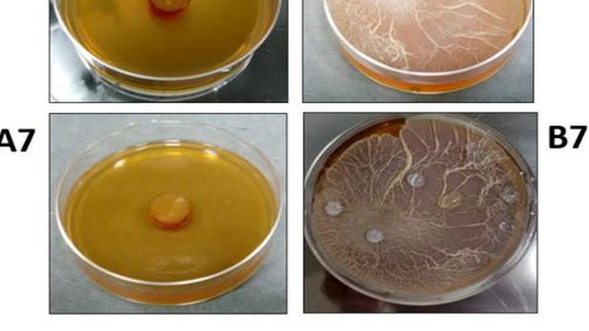 A step closer to oral administration of kala-azar drug - The Hindu