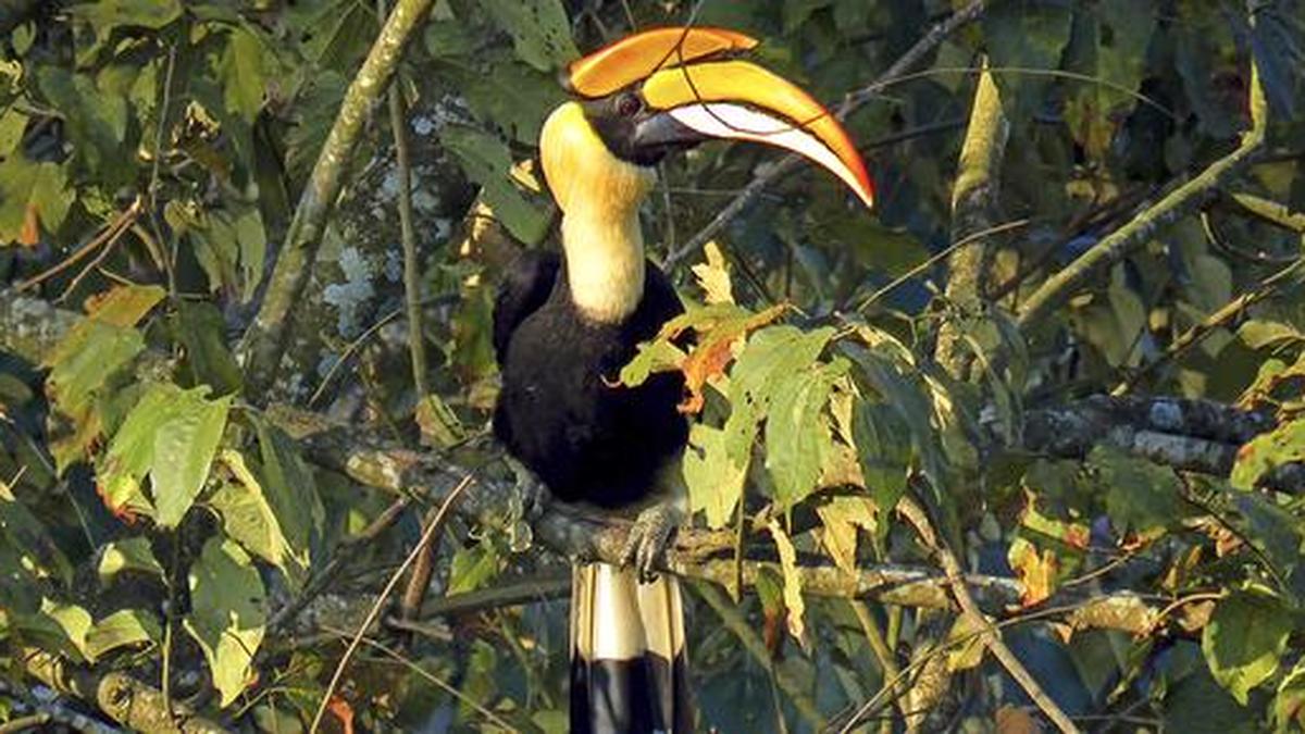 Great Indian hornbills can adapt to modified habitat: study - The Hindu