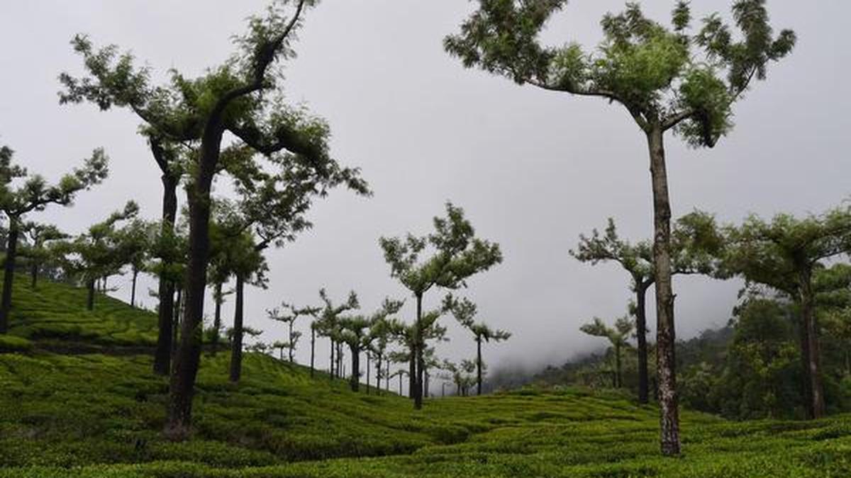 World's rarest plants, vital crops can't be banked: study - The Hindu