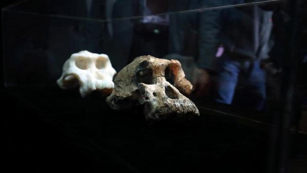 Skull discovered in Ethiopia yields new clues on how humans evolved ...