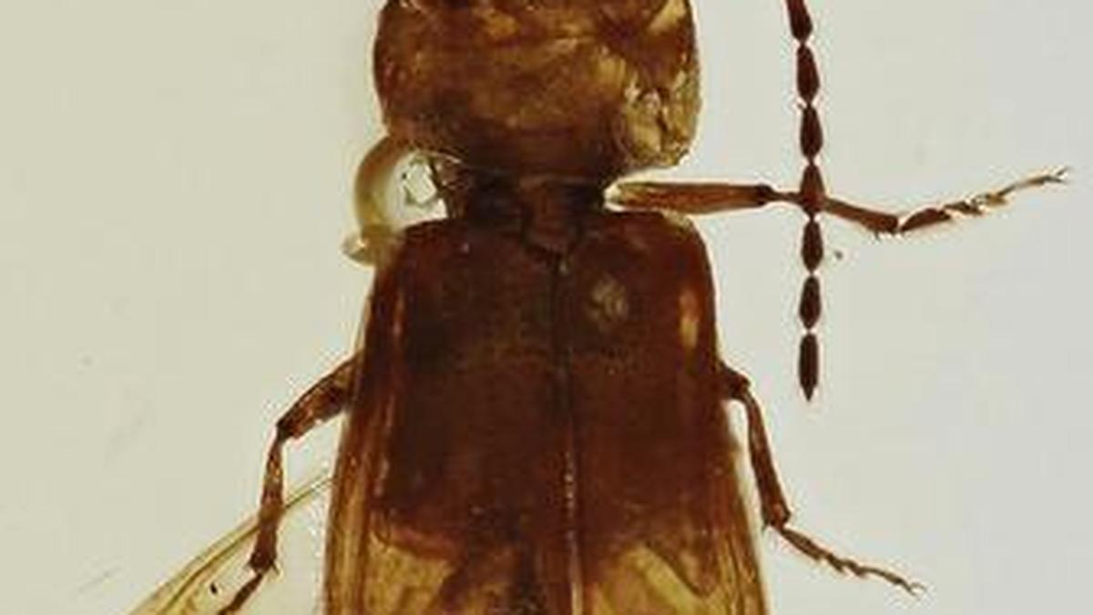 99-million-year-old beetle discovered trapped in amber - The Hindu