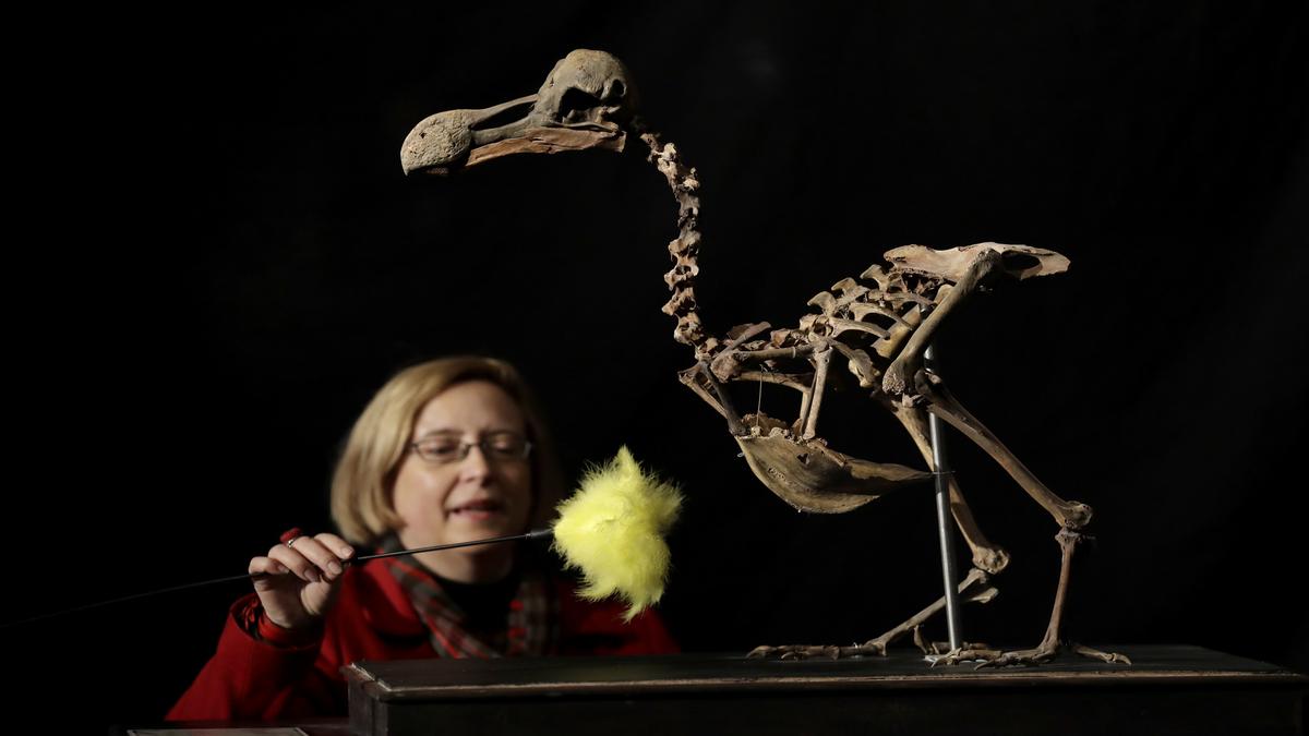 Explained | Can the dodo be brought back to life? - The Hindu