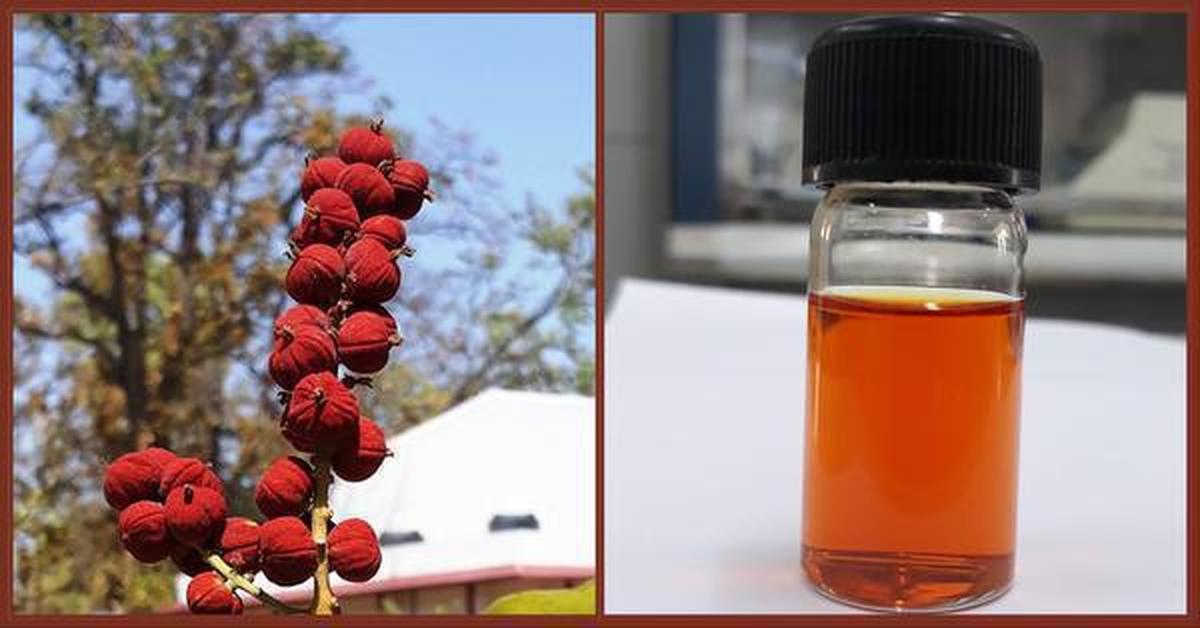 Can the ayurvedic kamala fruit harness the power of the sun? - The Hindu