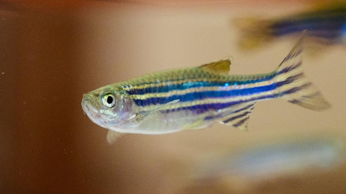 Zebrafish reveal how to run faster - The Hindu