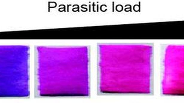 New paper-based test kit for malaria detection - The Hindu