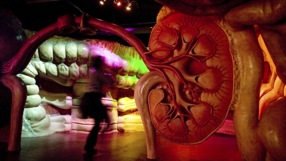 The Hindu Quiz: Systems of the human body - The Hindu