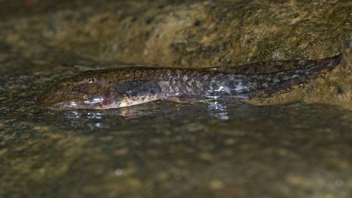 Pushing the purple frog to the edge - The Hindu