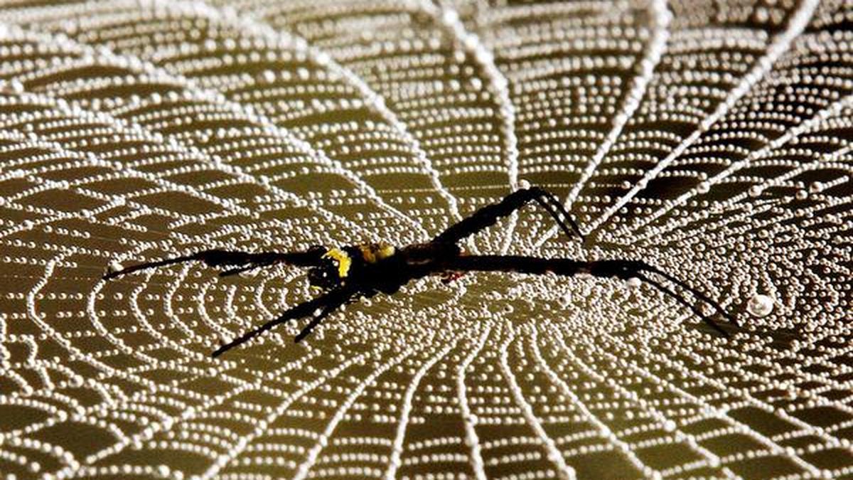 Super-flexible and strong artificial silk developed - The Hindu