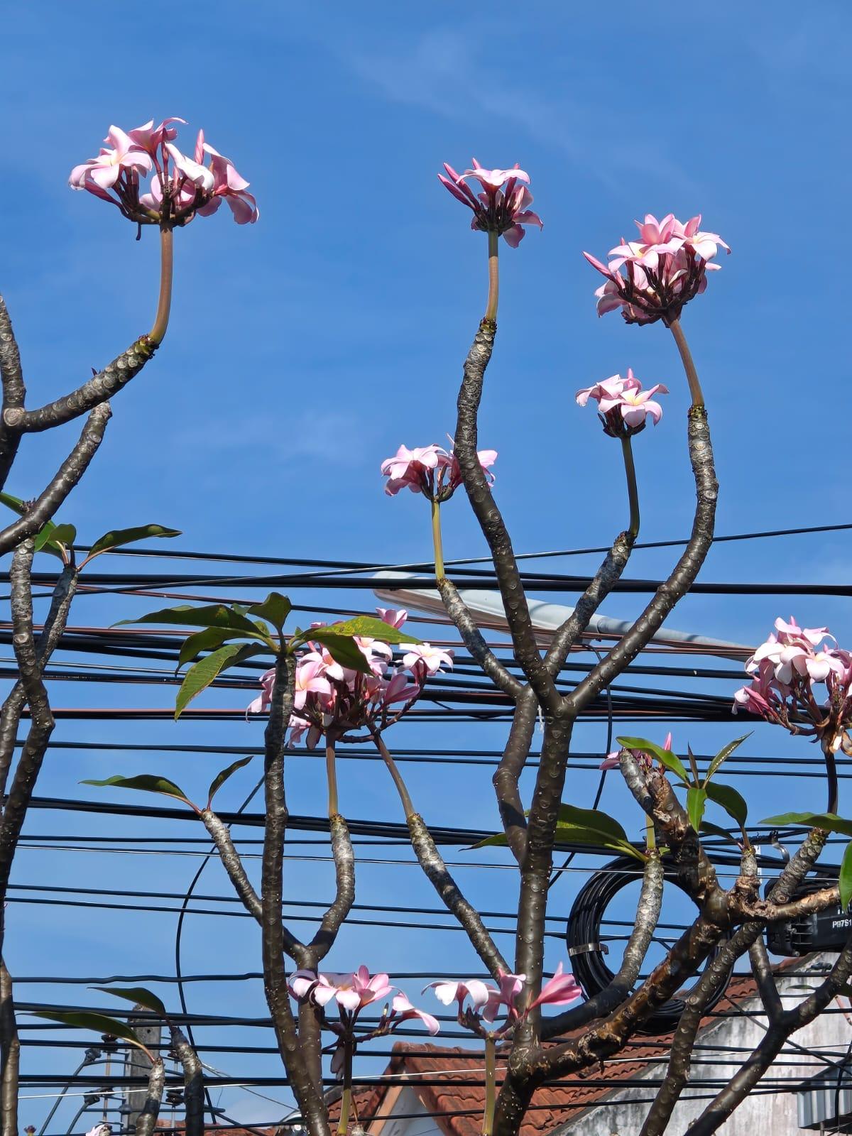 Motorola Signature Review: Crafted features ensure long-lasting ...