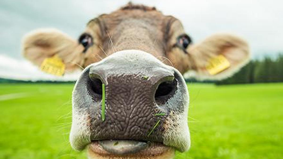 5G-linked cows show future of milking - The Hindu