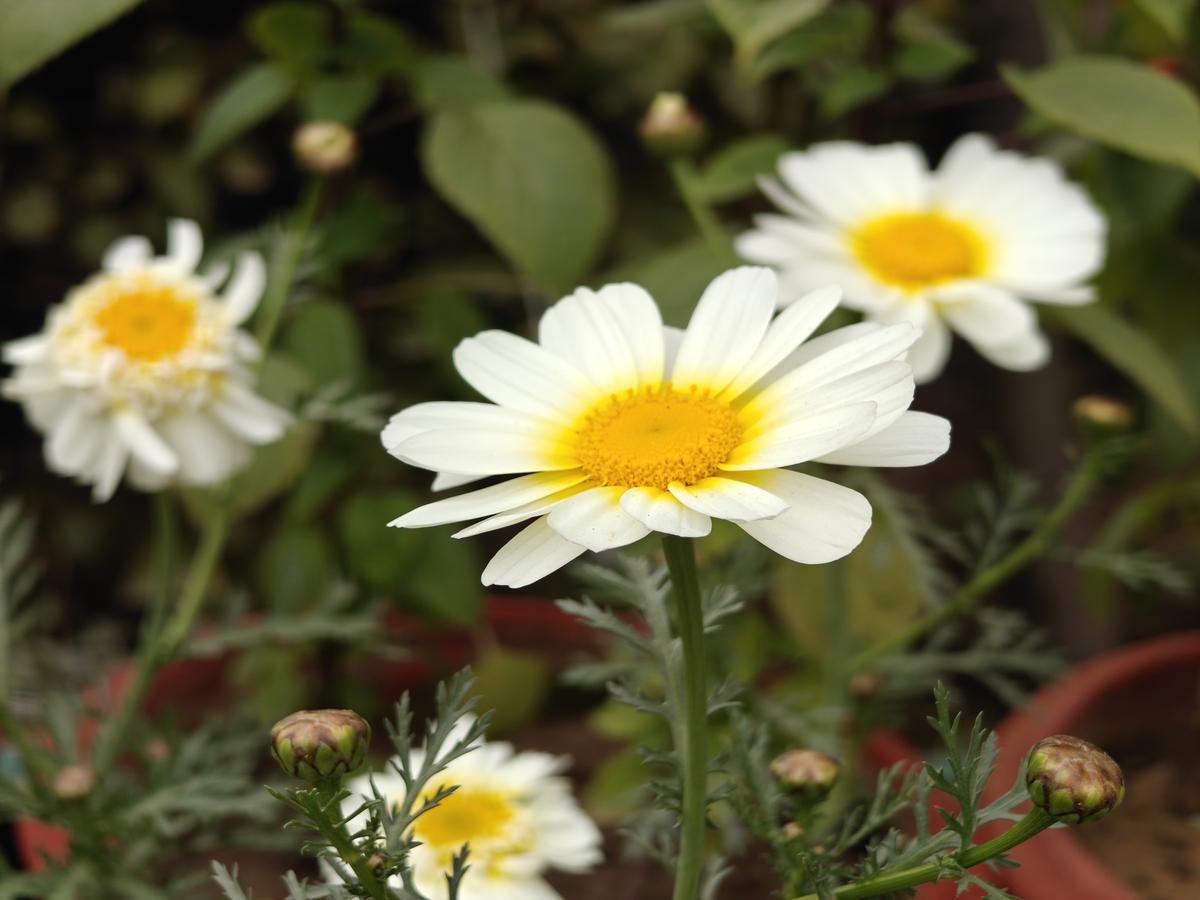 OnePlus 12 Review: Makes an Android enthusiast’s wish come true - The Hindu