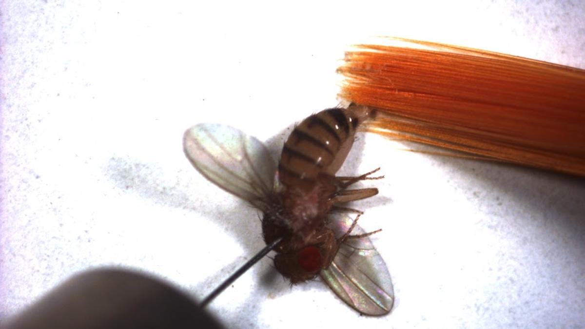 Having enemies makes you stronger, finds a study of flies co-evolved ...