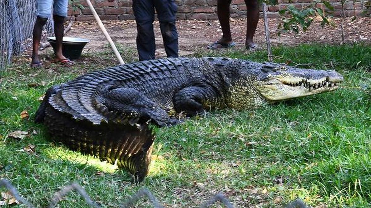 What goes behind the running of Madras Crocodile Bank - The Hindu